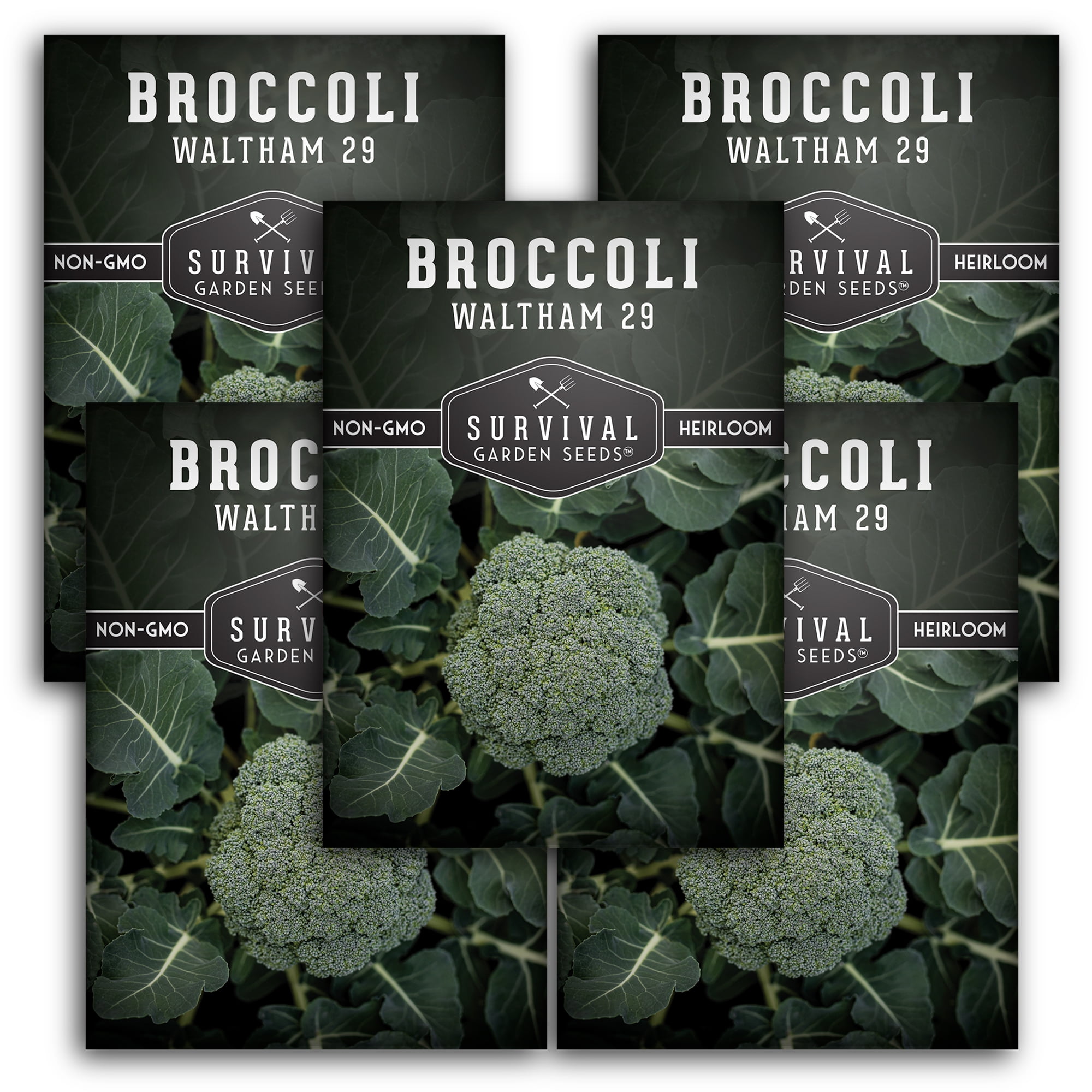 5 Pack Waltham 29 Broccoli - Non-GMO Heirloom Vegetable Seed - Full Sun ...