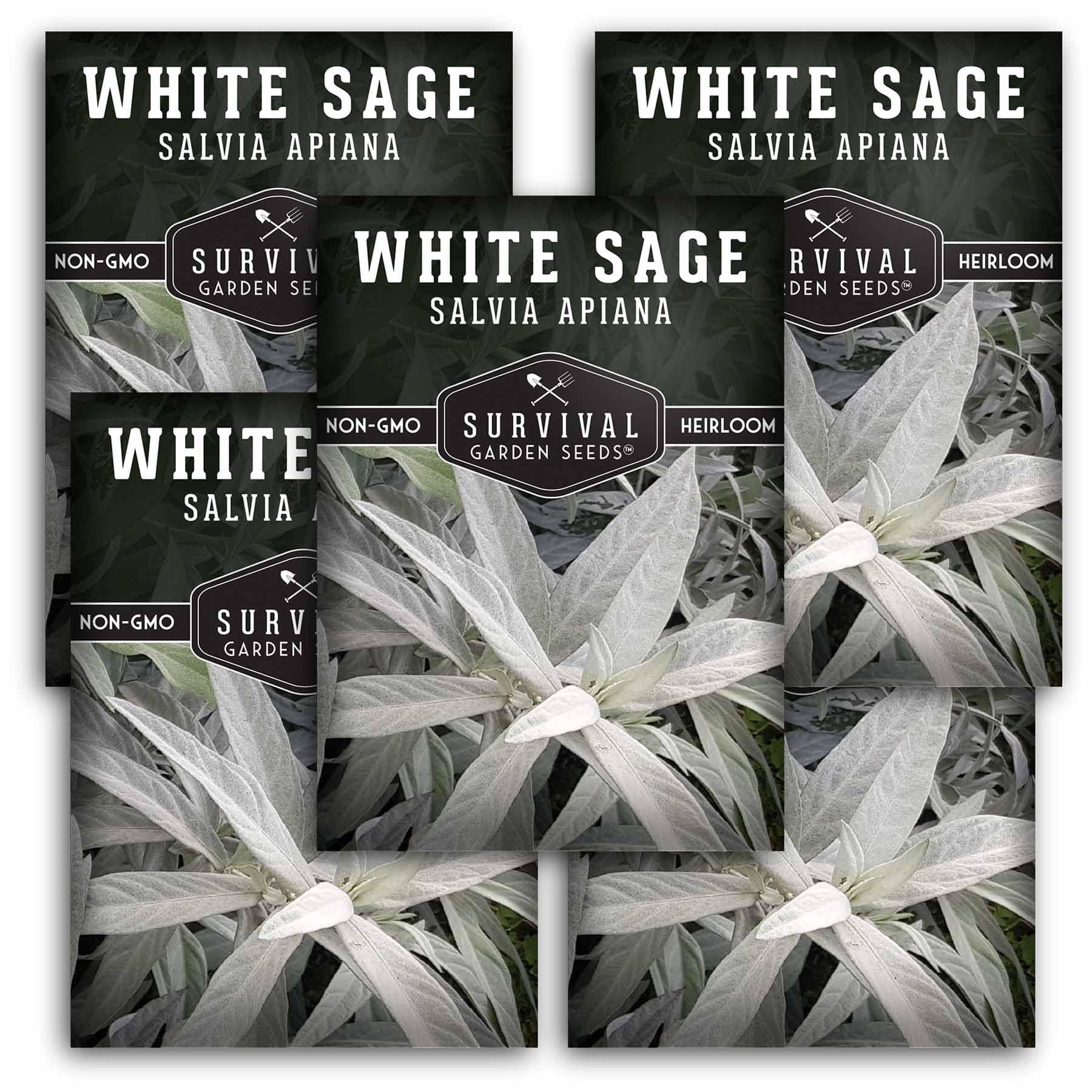 5 Packets White Sage Seed for Planting - Non-GMO Heirloom Full Sun ...