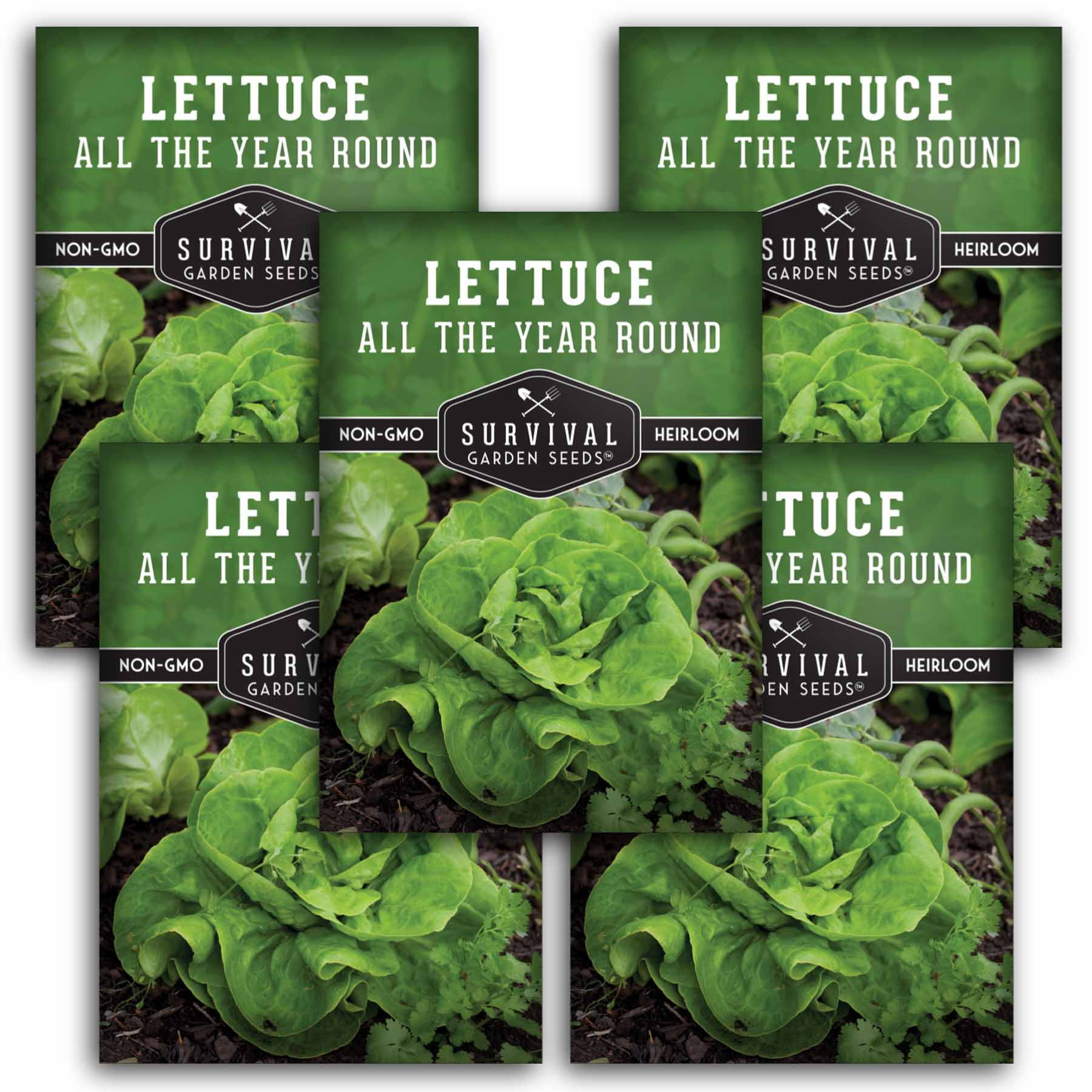 5 Packs All The Year Round Lettuce Seed - Salad Greens - Non-GMO ...