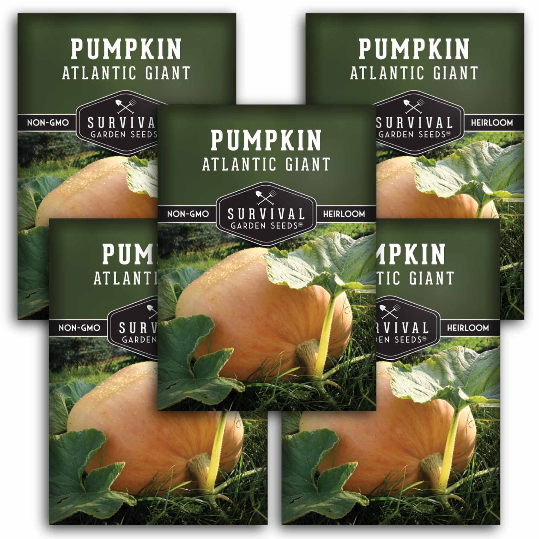 5 Packs Atlantic Giant Pumpkin Seeds - Non-GMO Heirloom Annual Full Sun ...