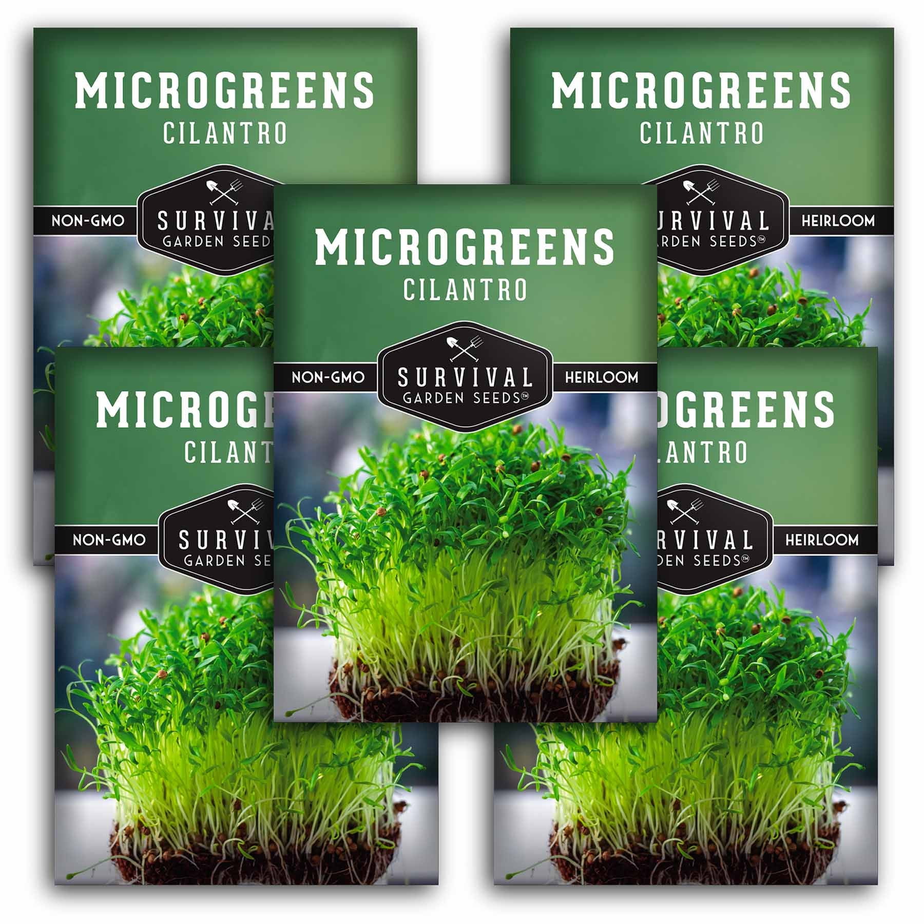 5 Packs Cilantro Microgreens Seeds - Non-GMO Heirloom Annual Full Sun ...