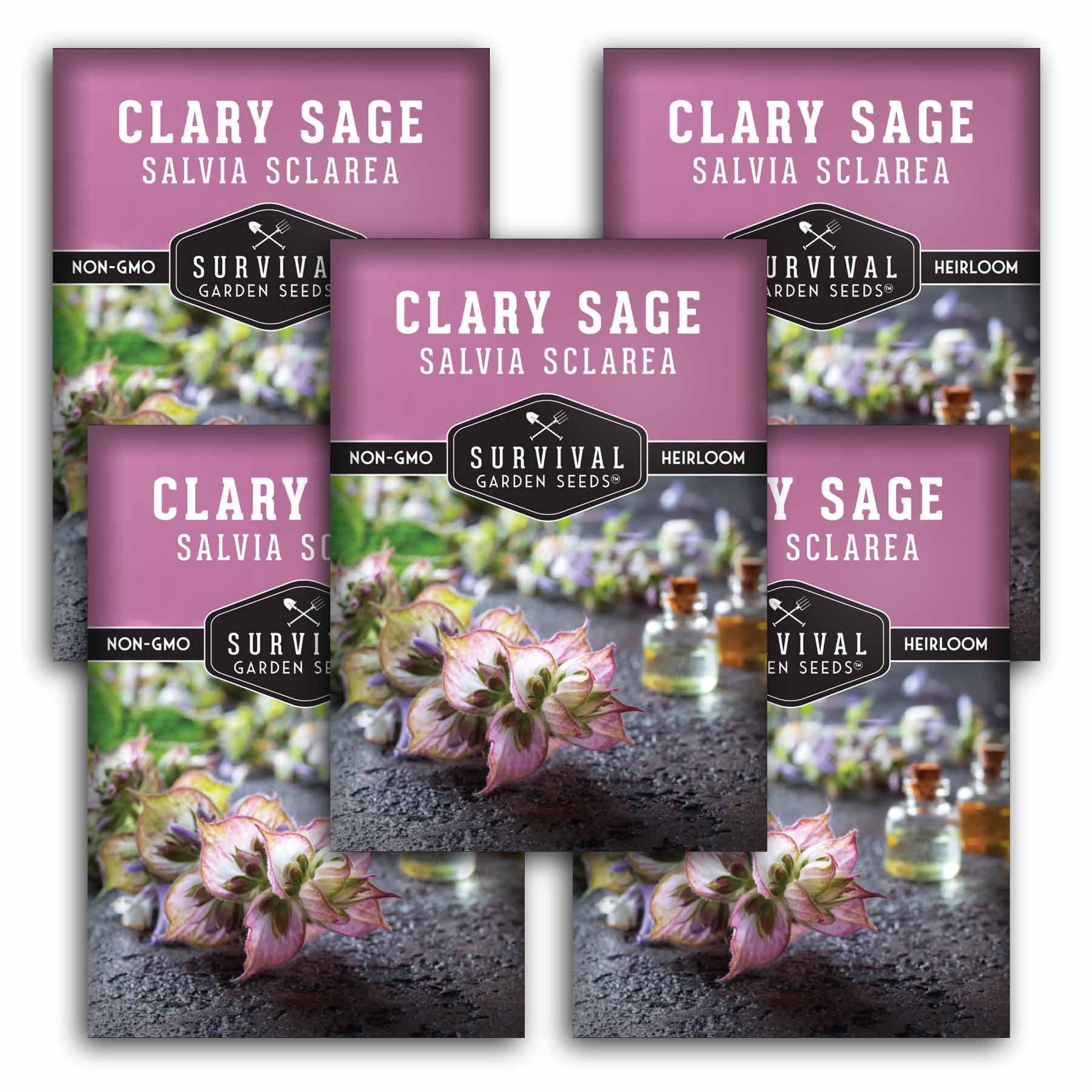 5 Packs Clary Sage Seeds - Non-GMO Heirloom Full Sun Perennial Herb ...