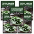 5 Packs Common Dandelion Seeds - Organic Non-GMO Heirloom Perennial ...