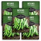 5 packs Contender Bush Bean Seed - Non-GMO Heirloom Full Sun Annual ...