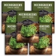 2 Packs Burdock Root Seed - Gobo - Non-GMO Heirloom Biennial Full Sun ...