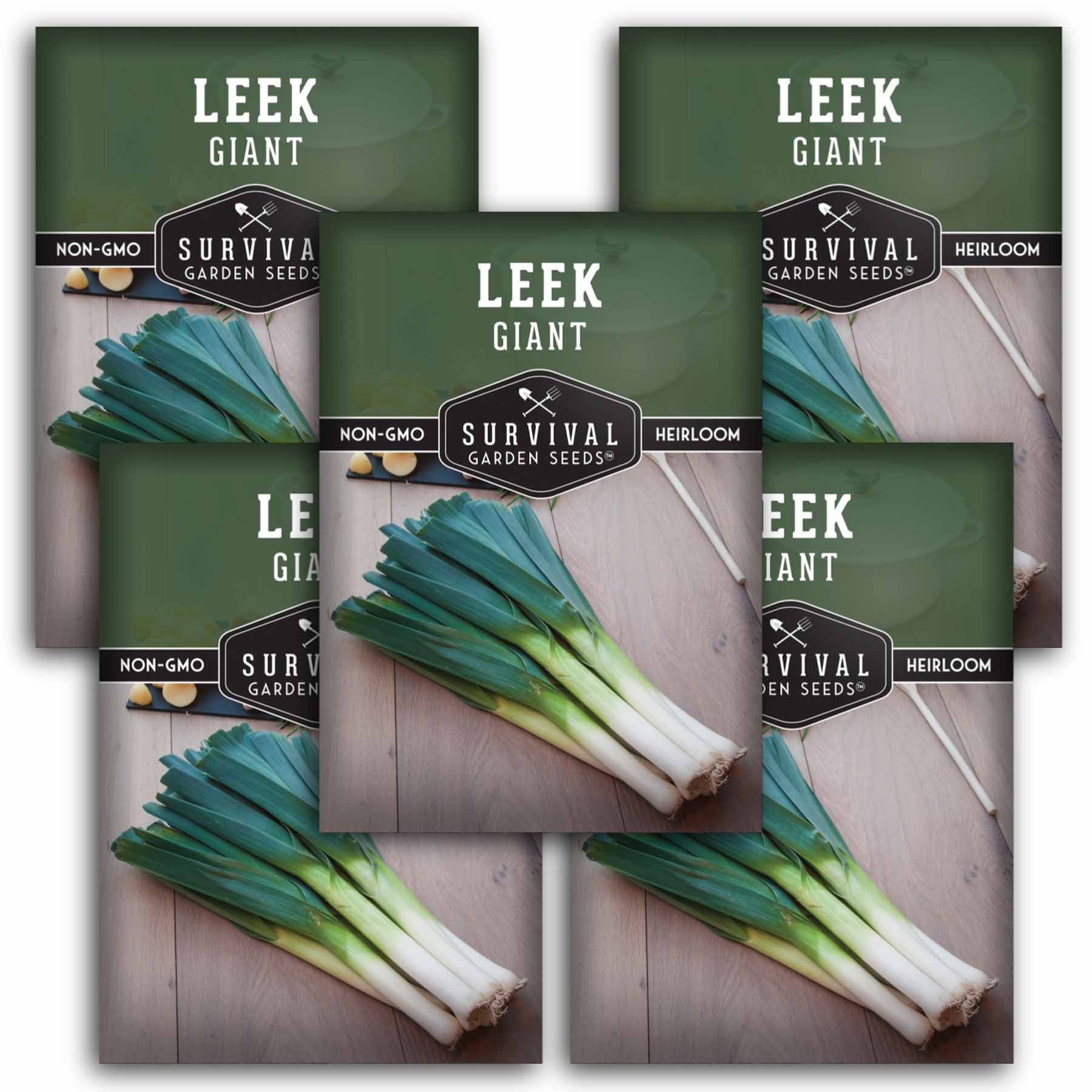 5 Packs Giant Leek Seed - Heirloom Biennial Full Sun Vegetable ...
