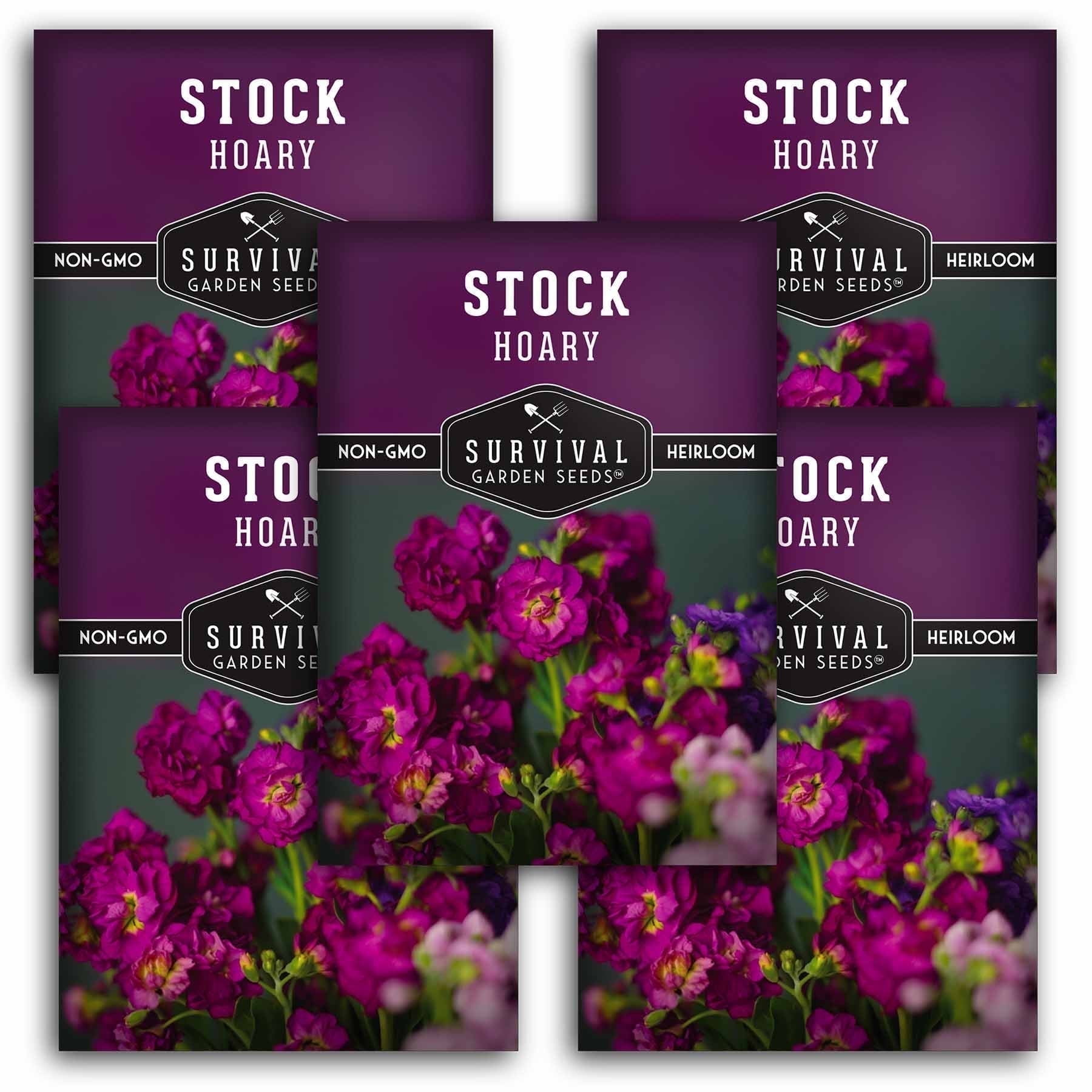 5 packs Hoary Stock Seed - Matthiola Incana - Heirloom Biennial Full ...