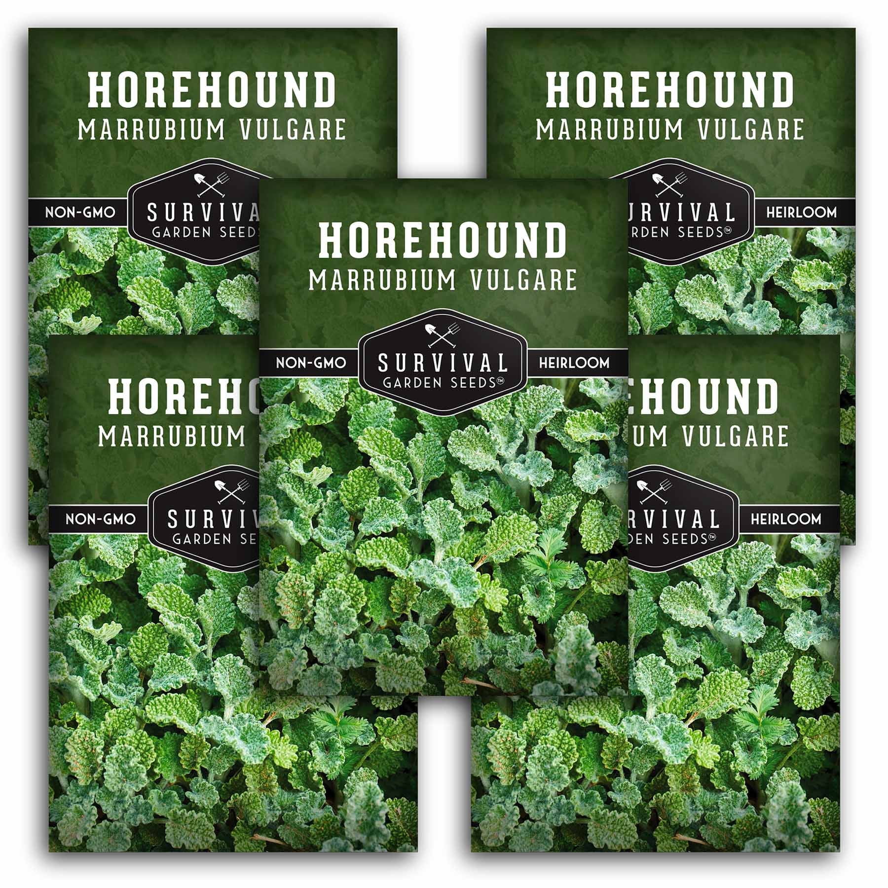 5 Packs Horehound Seed - Marrubium Medicinal Herbs - Non-GMO Heirloom ...