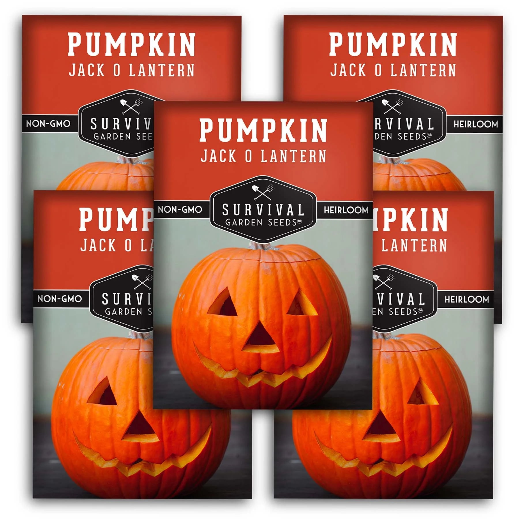 5 Packs Jack-O-Lantern Pumpkin Seed - Non-GMO Heirloom Full Sun Annual ...