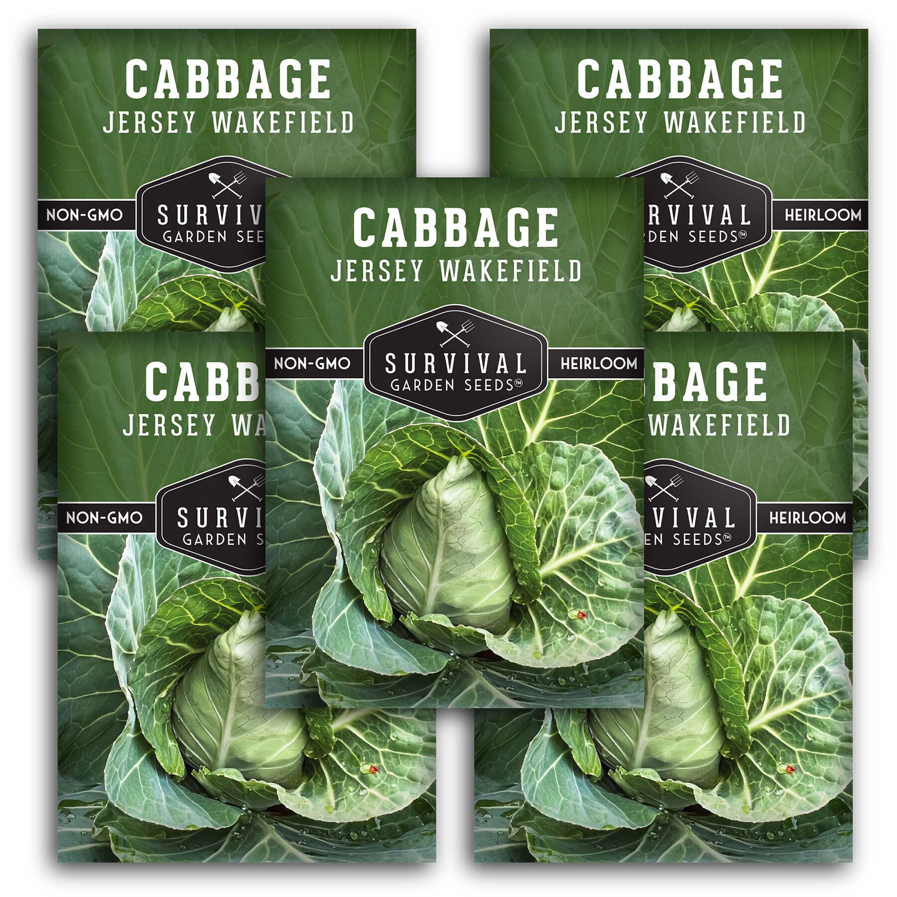 5 Packs Jersey Wakefield Cabbage Seed - Non-GMO Heirloom Full Sun ...