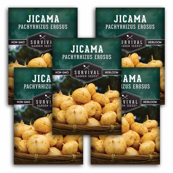 5 Packs Jicama Seeds - Non-GMO Heirloom Full Sun Perennial Vegetable ...