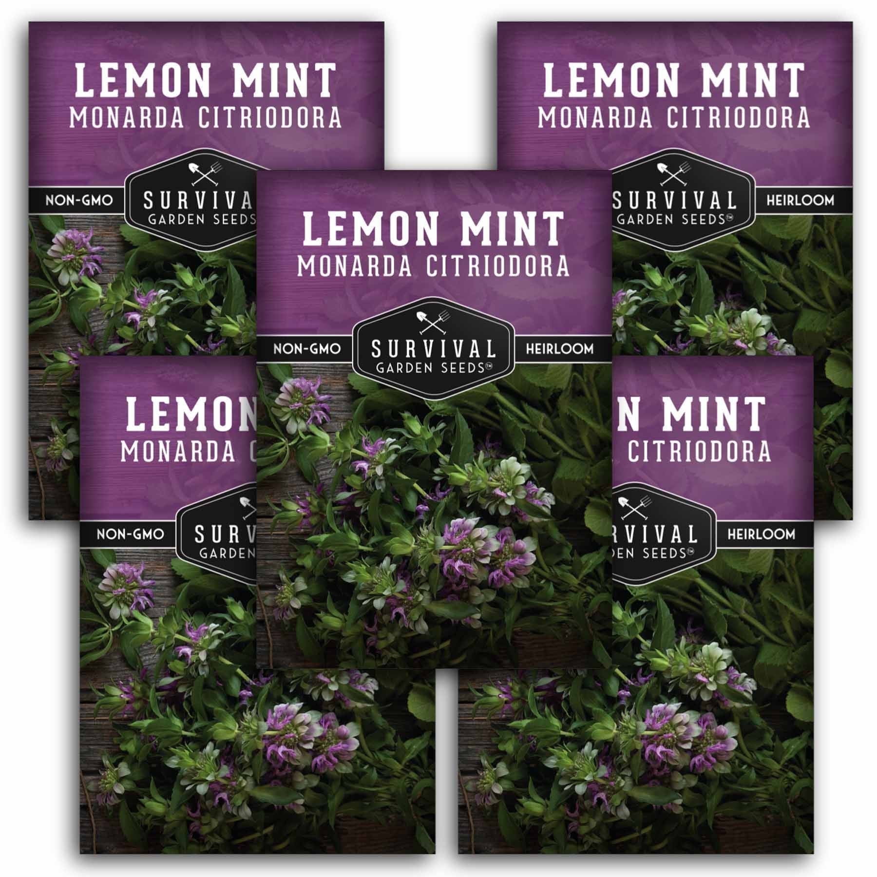 5 packs Lemon Mint Seeds - Non-GMO Heirloom Perennial Full Sun Herb Seeds - Walmart.com