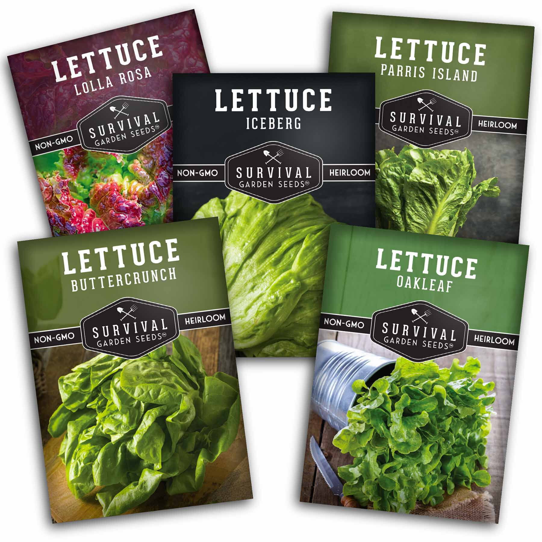 5 Packs Lettuce Collection - Buttercrunch Oakleaf Lolla Rosa Parris ...