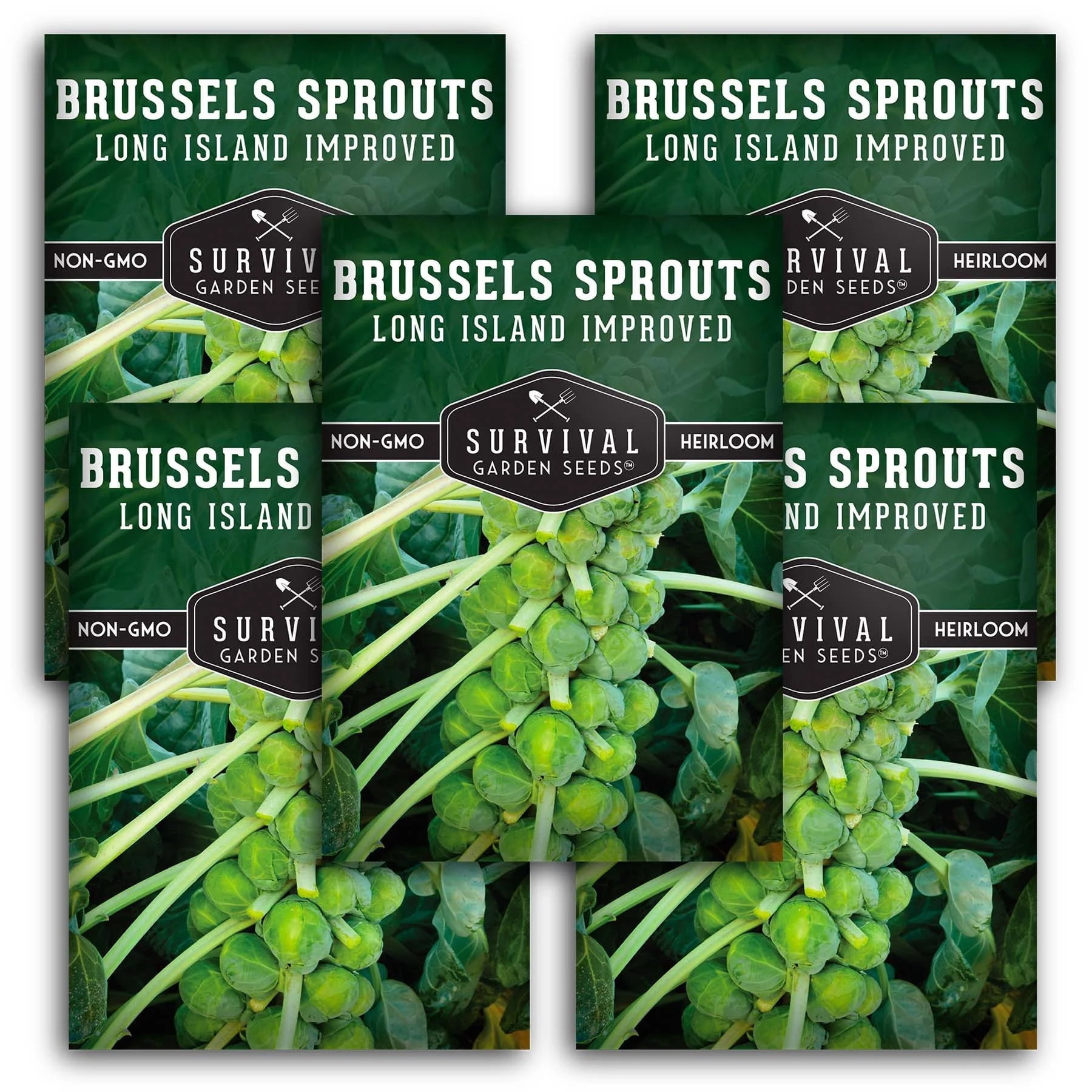 5 Packs Long Island Improved Brussels Sprouts Seeds - Non-GMO Heirloom ...