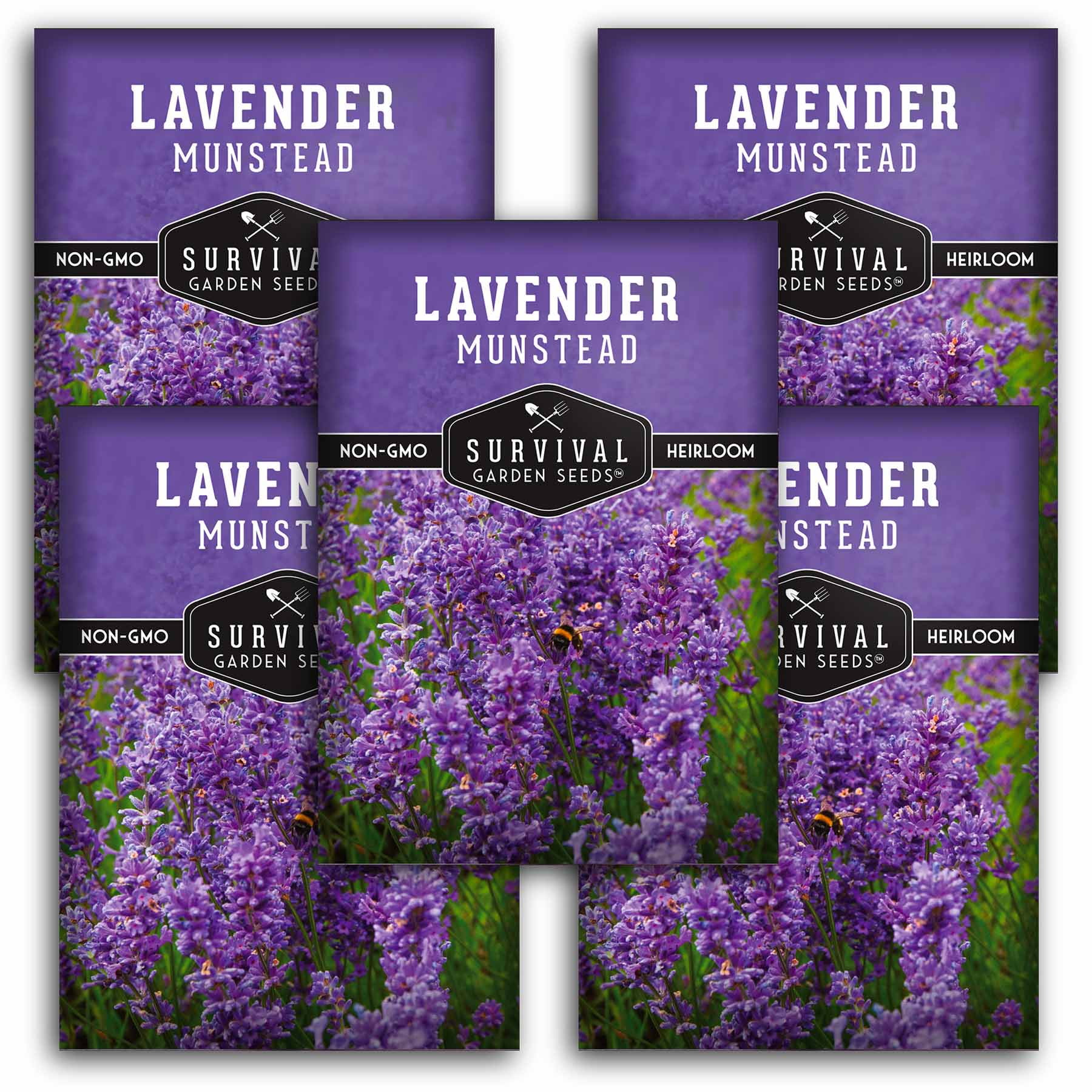 5 Packs Munstead Lavender Seed - Lavandula Angustifolia - Perennial ...