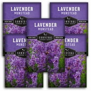 Burpee Munstead Lavender Herb Seed, Annual Lifecycle, Full Sun, 1 ...