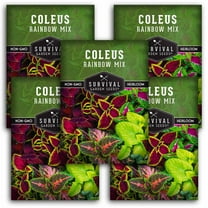 Coleus Rainbow Mix - 100+ Seeds, Vibrant Blooms, Great for Shade ...