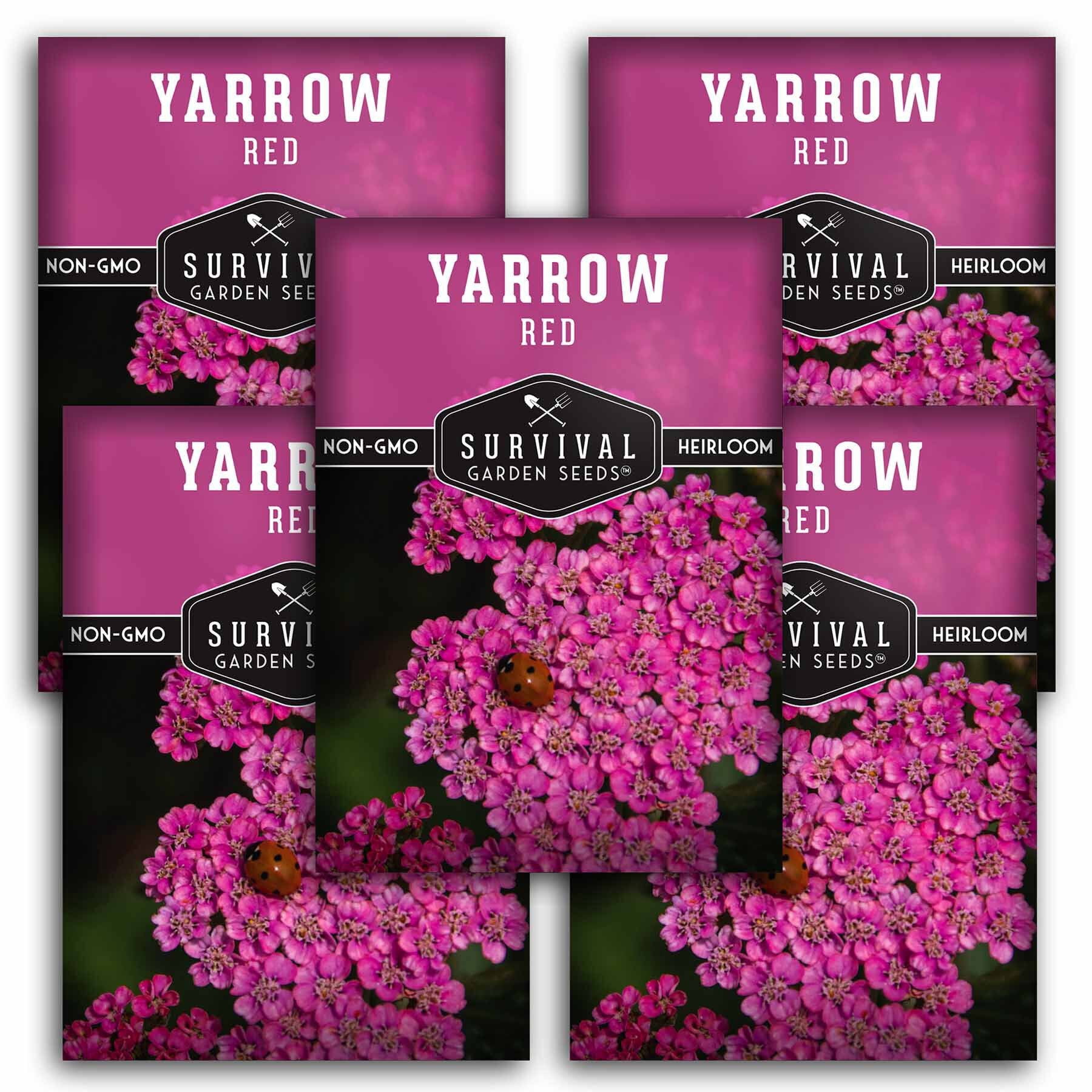5 packs Red Yarrow Seeds - Non-GMO Heirloom Full Sun Perennial Herb ...