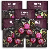 5 Packs Ailsa Craig Onion Seeds - Long-Day Yellow Onions - Biennial ...
