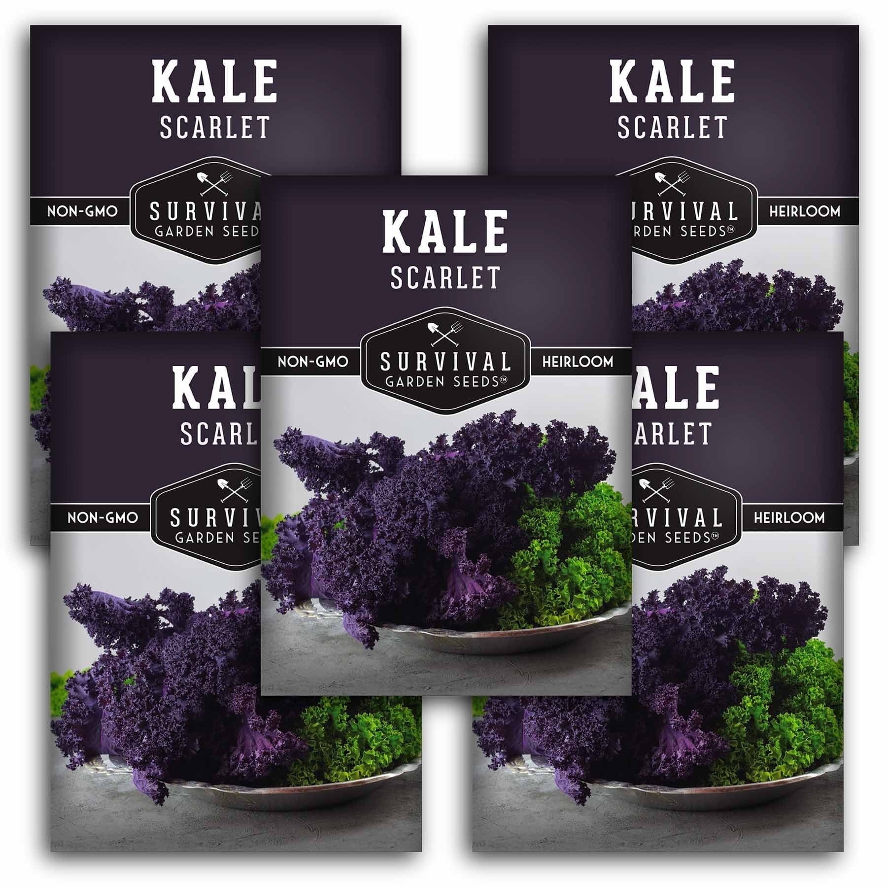 5 packs Scarlet Kale Seeds - Non-GMO Heirloom Biennial Full Sun ...