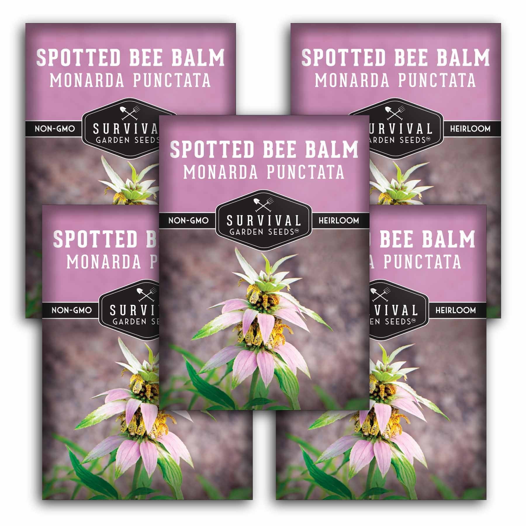 5 Packs Spotted Bee Balm Flower Seeds - Monarda Punctata - Full Sun ...