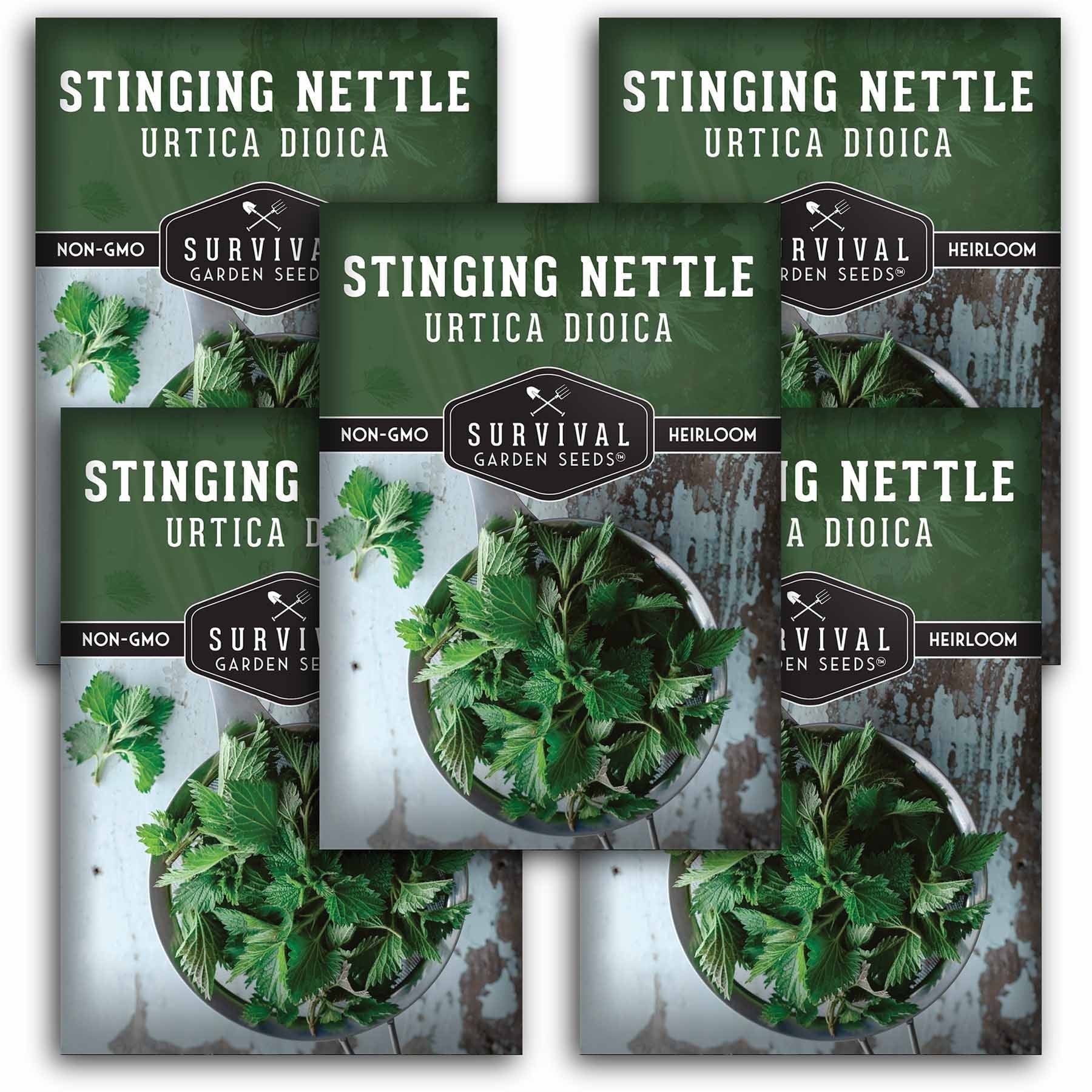 5 Packs Stinging Nettle Seeds - Non-GMO Heirloom Perennial Full Sun ...