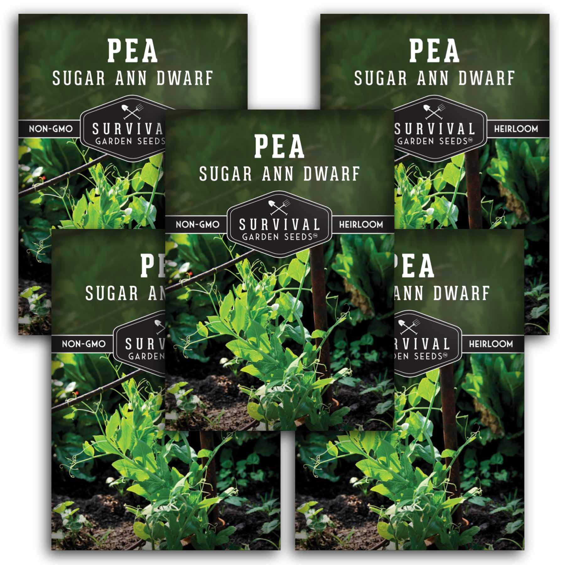 5 packs Sugar Ann Dwarf Pea Seed for Planting - Sweet Snap Peas - Non ...