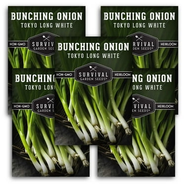 Heshiko Japanese Bunching Onion Seeds - Non GMO Heirloom Varieties for ...