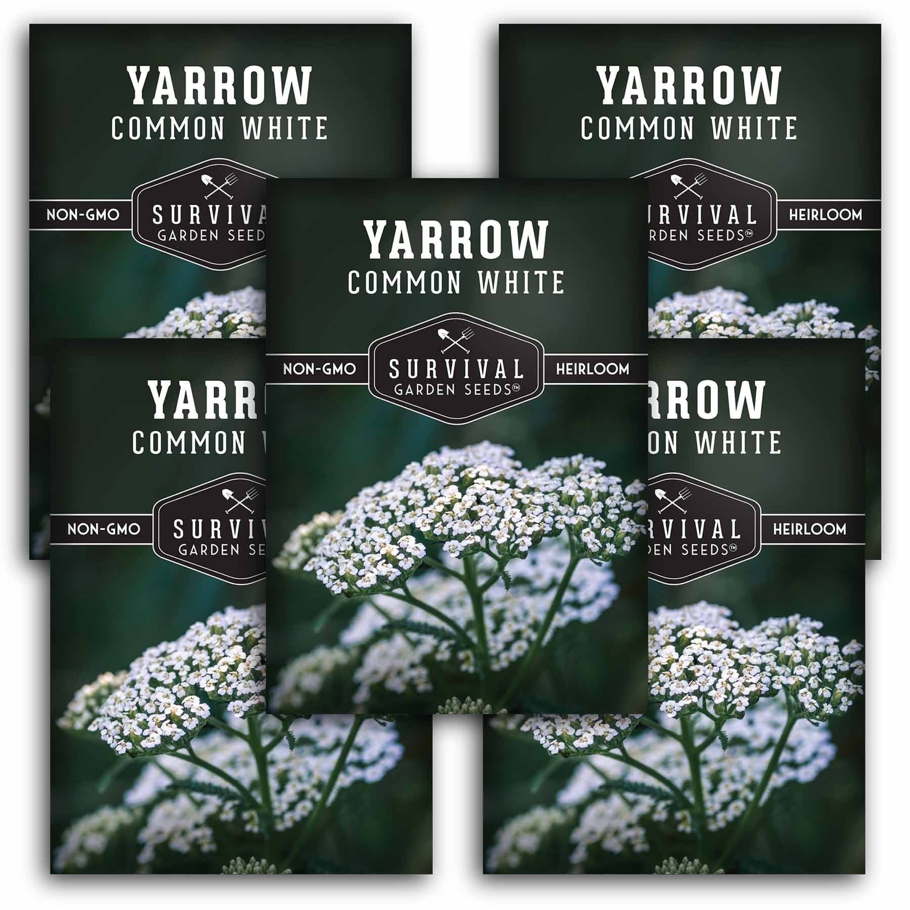 5 Packs White Yarrow Seeds Non-GMO Heirloom Perennial Full Sun Herb ...
