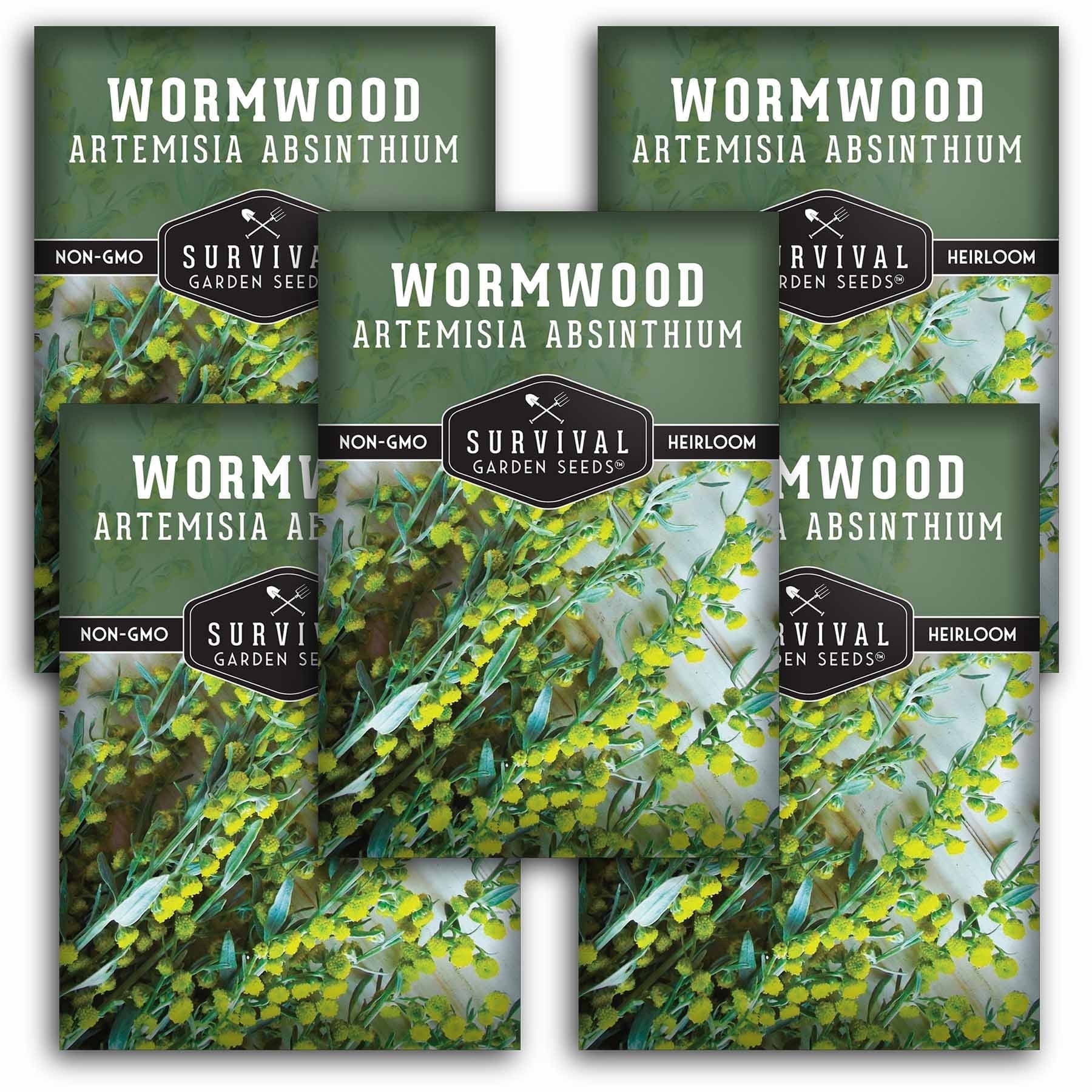 5 Packs Wormwood Seeds - Non-GMO Heirloom Perennial Full Sun to Partial ...