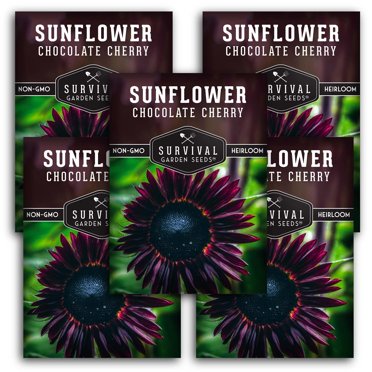 Giant Sunflower Kit - Hundreds of Jumbo Sun Flower Seeds for Planting ...