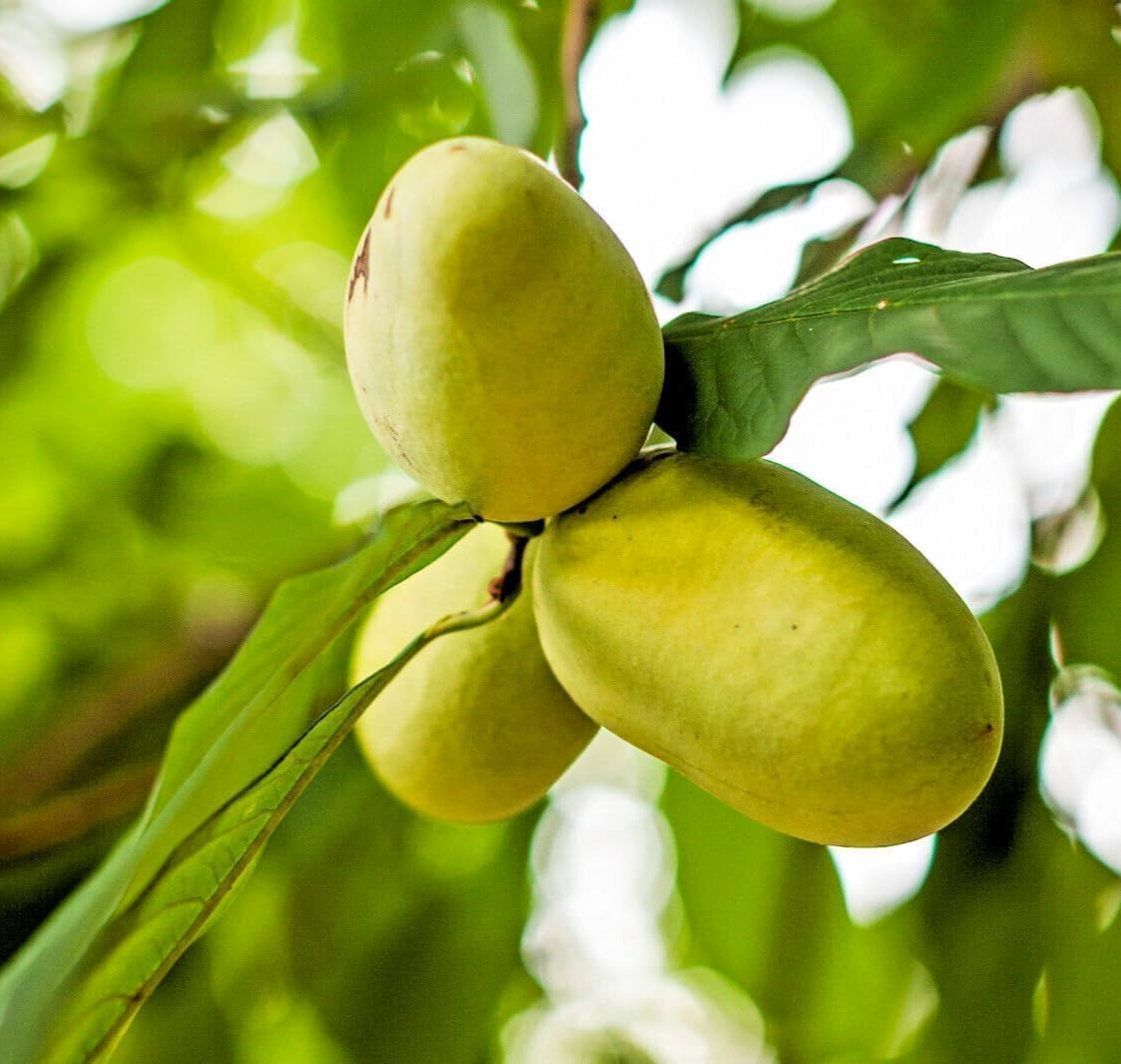 5 Paw Paw Trees - 6-12" Tall Live Plants - Common Indian Banana Trees ...