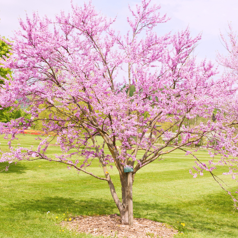 5 Pcs Eastern Redbud Live Plant, Dormant Bare Roots from 6-12 Inches ...
