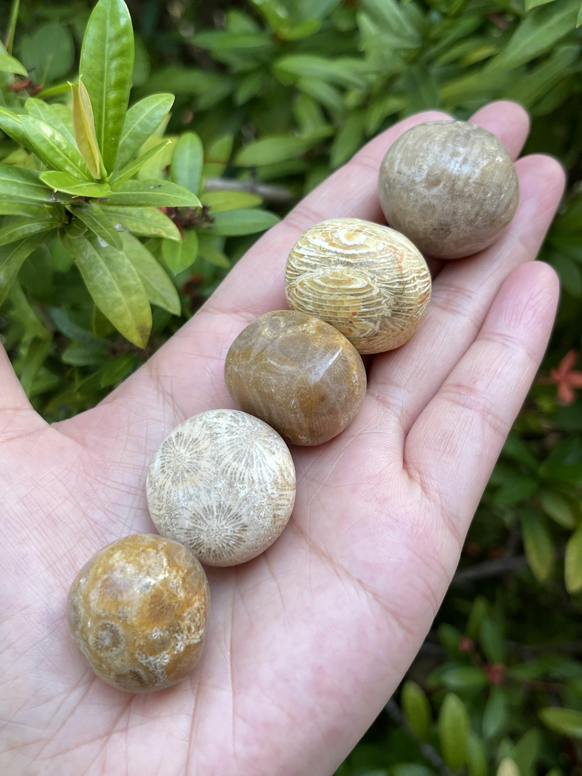 5 Pcs Fossil Coral Tumbled Stones, Polished Natural Fossil Coral ...
