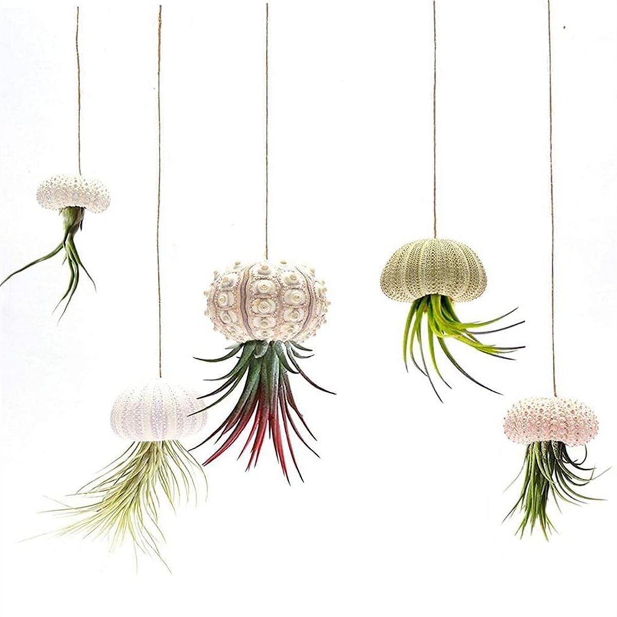 5 Pcs Natural Sea Urchin Shell Specimen,Decorative Hanging Air Plant ...