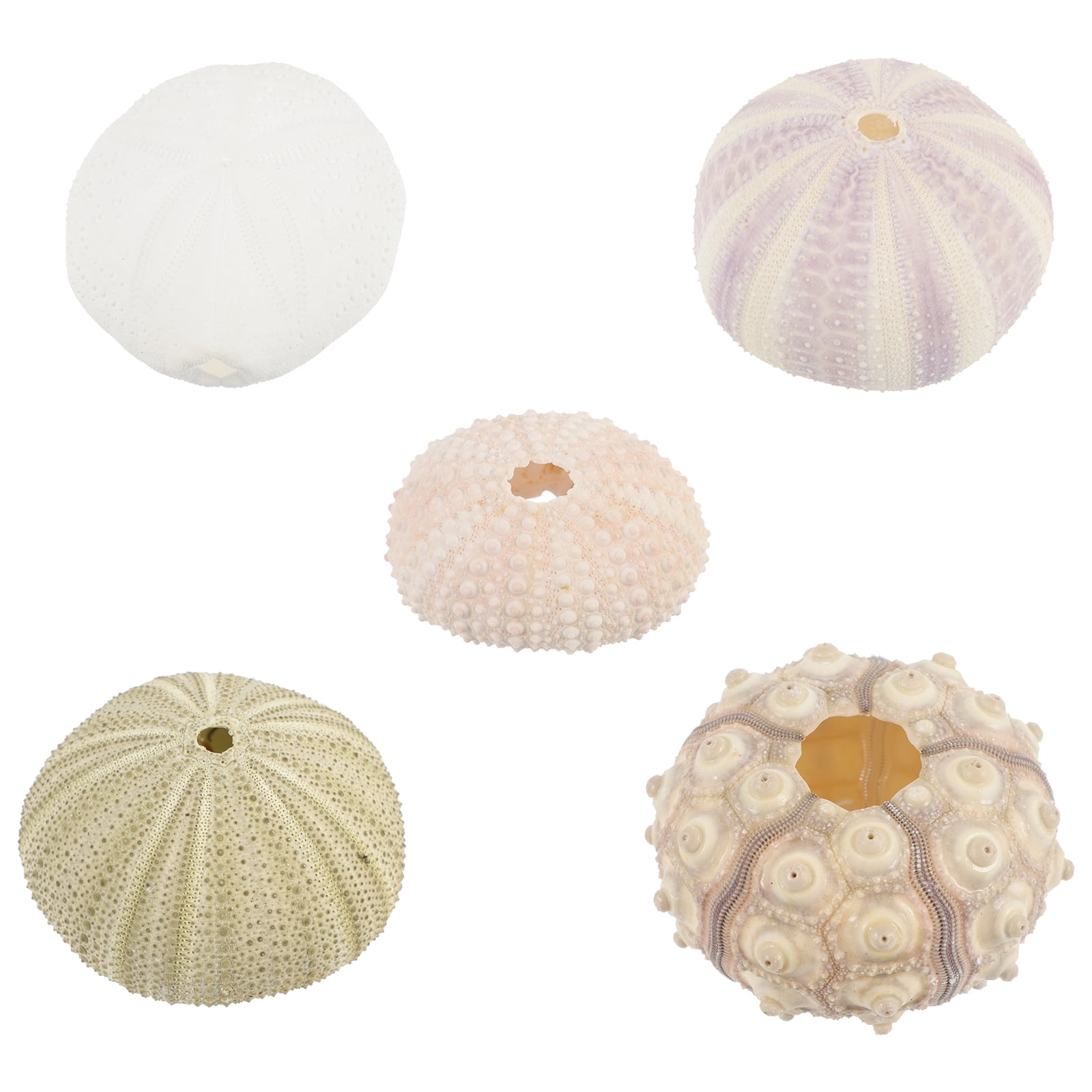 5 Pcs Sea Urchin Shells for Air Plants Small urchin Ornaments Decor ...