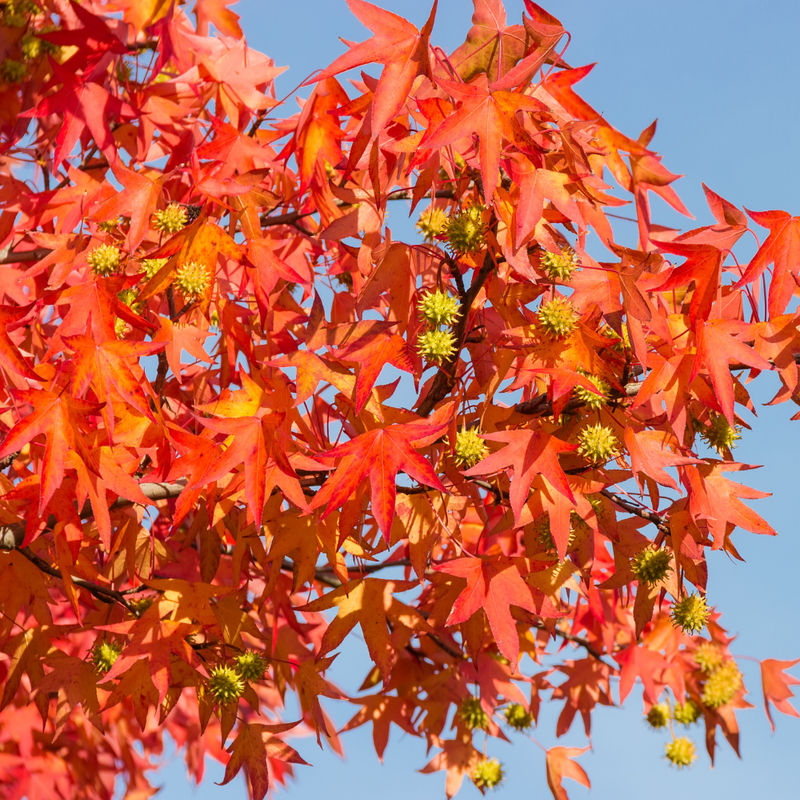 5 Pcs Sweetgum Trees, Dormant, Sweetgum Plant Live from 6-12 Inches ...