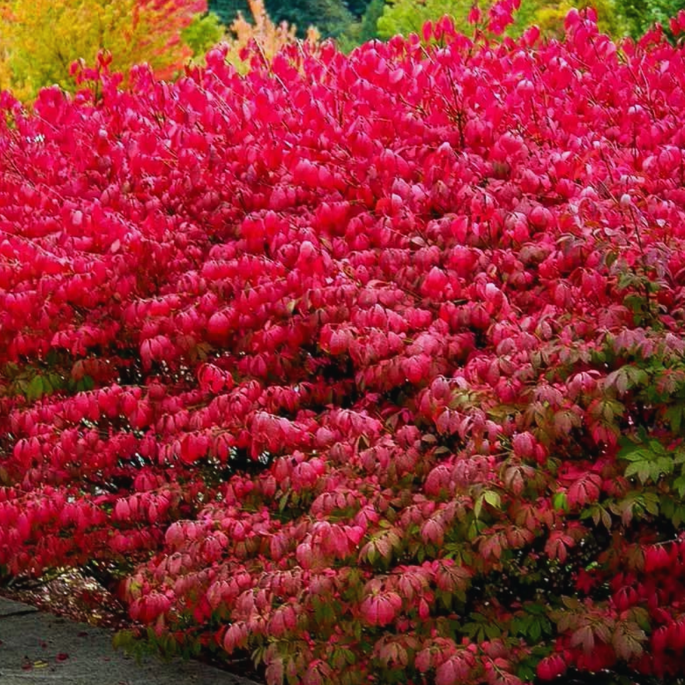 5 Pcs of Dormant Dwarf Burning Bush Bare Roots Plant Live, 6-12 Inch ...