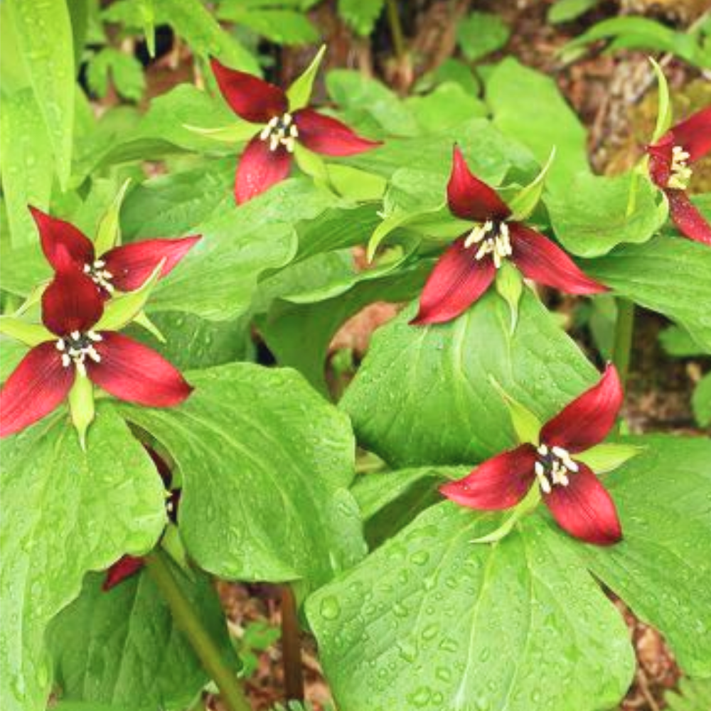 5 Pcs of Dormant Red Trillium, Wood Lily Bulbs, Hardy Perennial ...