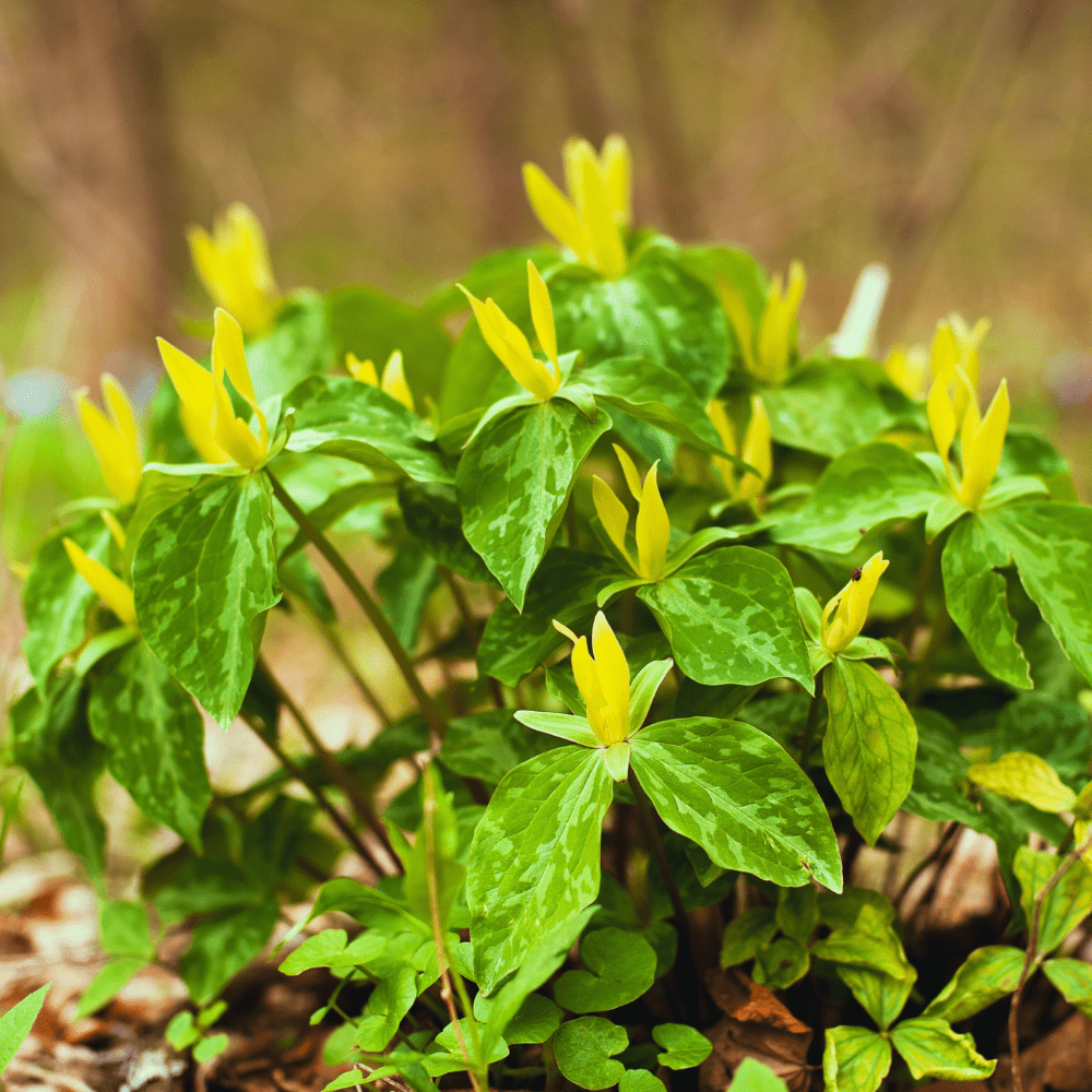 5 Pcs of Dormant Yellow Trillium Flower Bulbs, Wildflower Trillium Bare ...