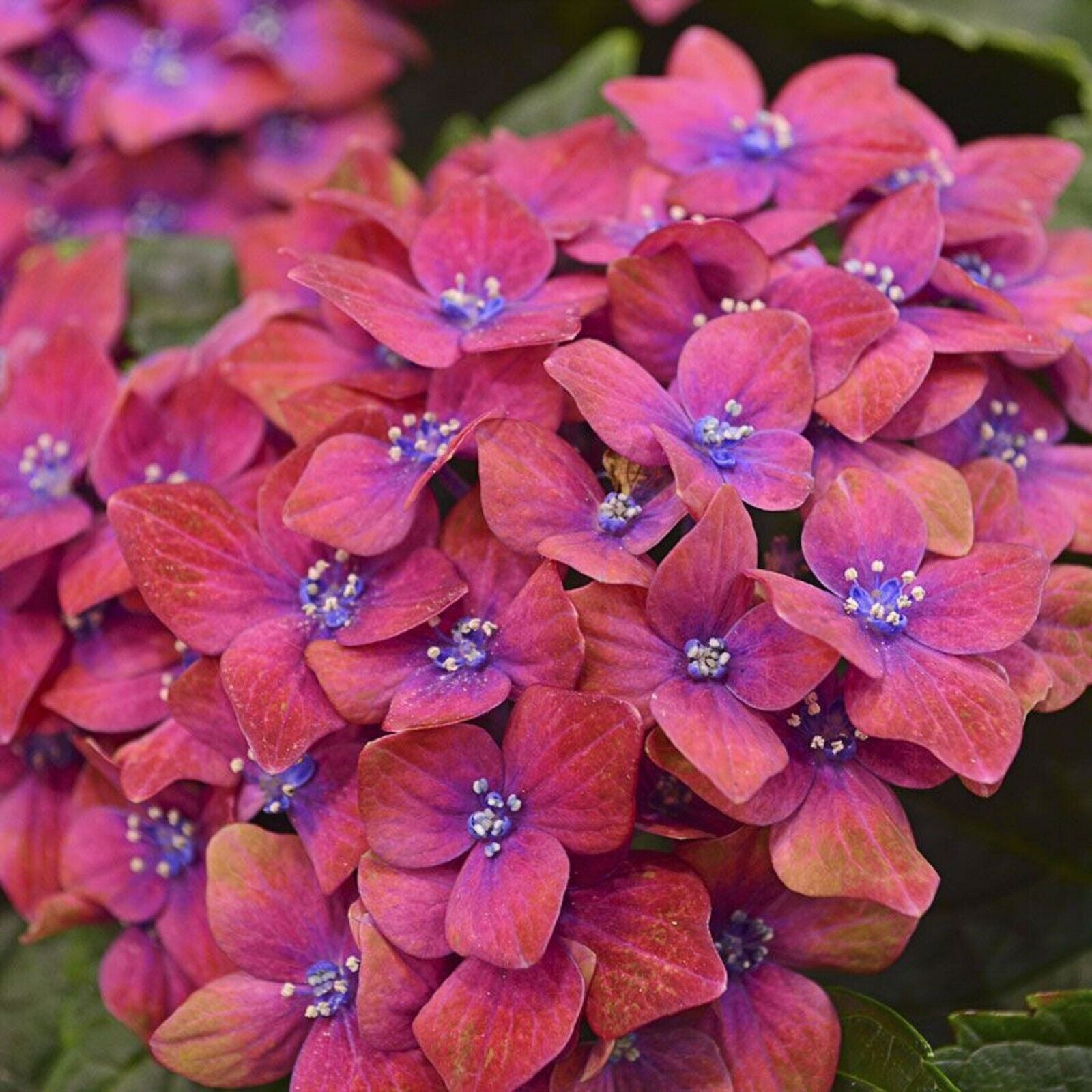 5 Pink Blue Hydrangea Seeds Perennial Hardy Garden Shrub Bloom Flower ...