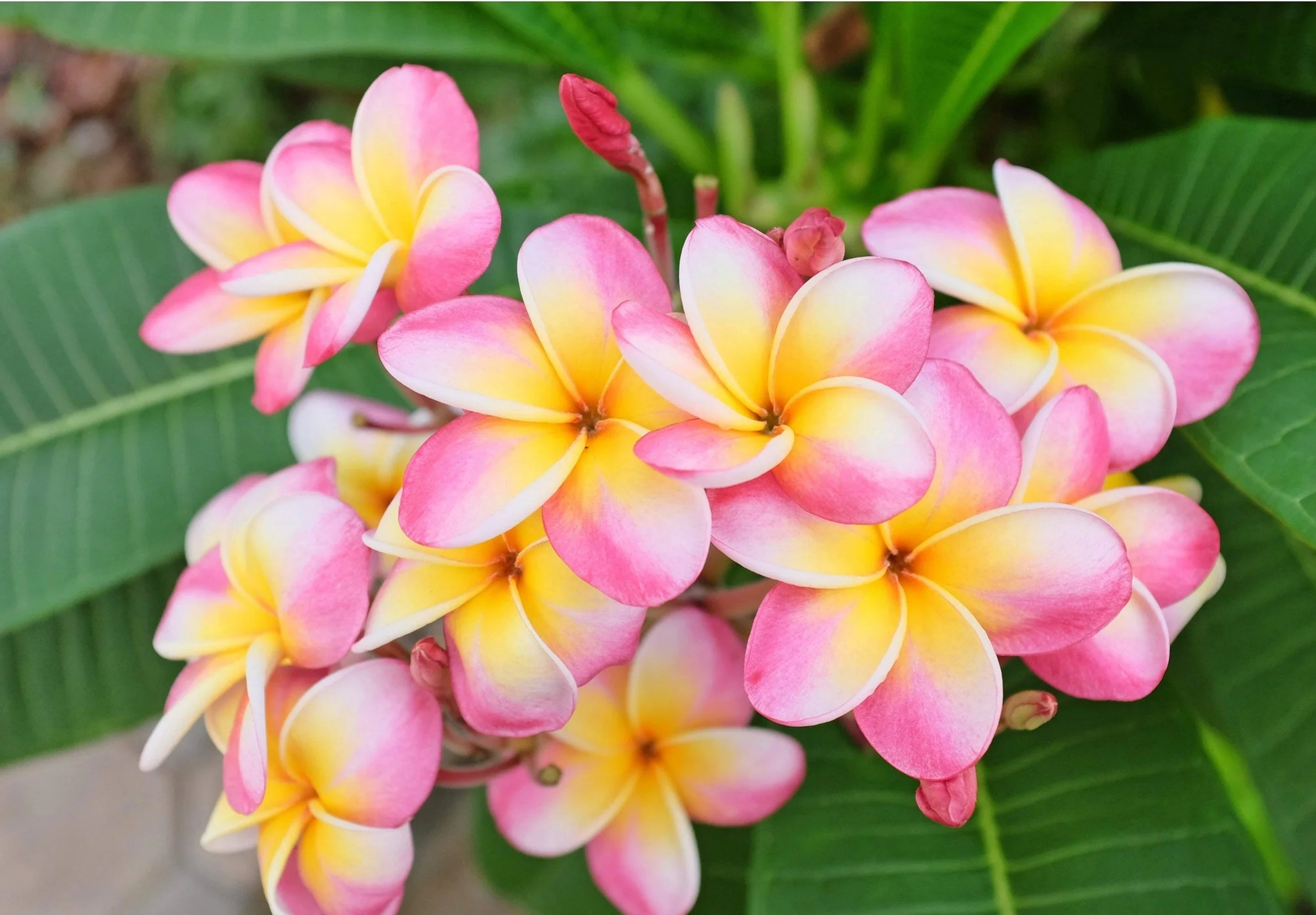 10 Pink White Yellow Plumeria Seeds – Fragrant Frangipani Tropical ...