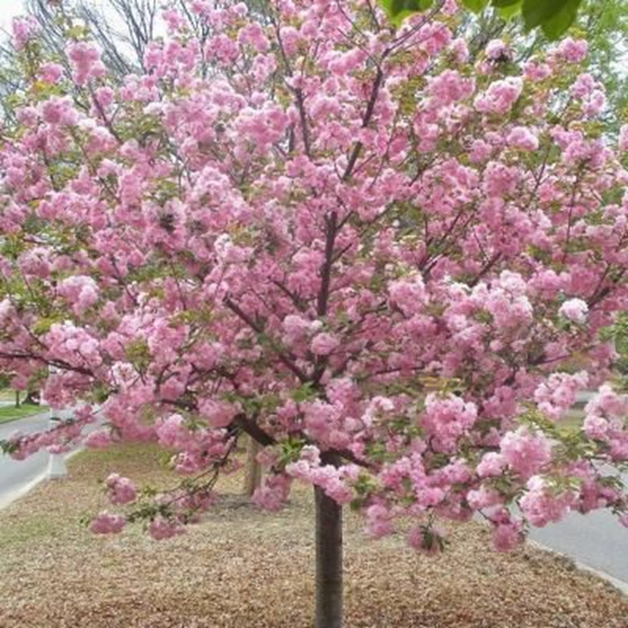Green River 5 Pink Flowering Cherry Tree Seeds - Fragrant White ...