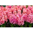 CZ Grain Pink Giant Hyacinth Bulbs, Fragrant Spring Blooms, Perfect for ...