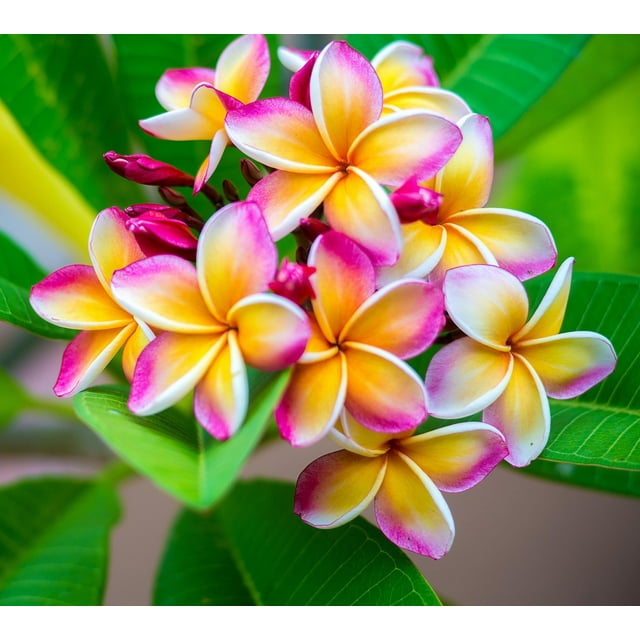 5 Plumeria Rubra Flowering Shrub Seeds for Planting - Rare Perennial ...