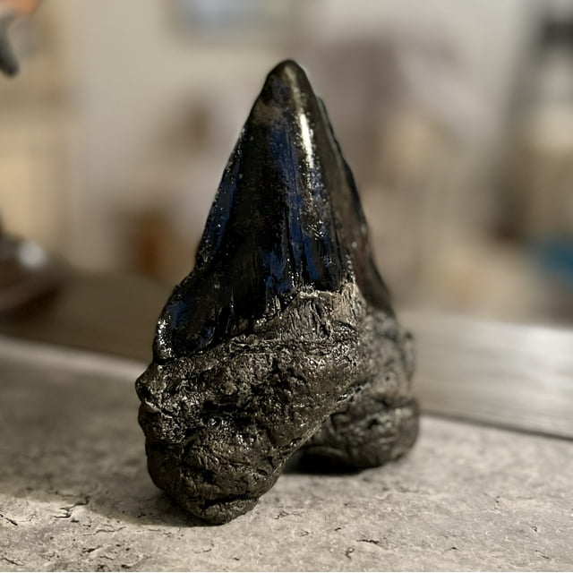 5" Polished Black Megalodon Tooth - Walmart.com