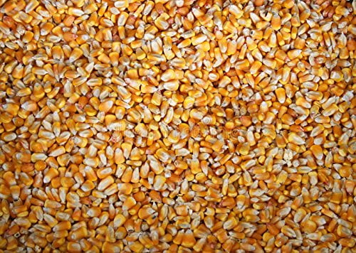5 Pounds of CZ Grain Whole Kernel Corn - Make Corn Meal - Yellow Corn ...
