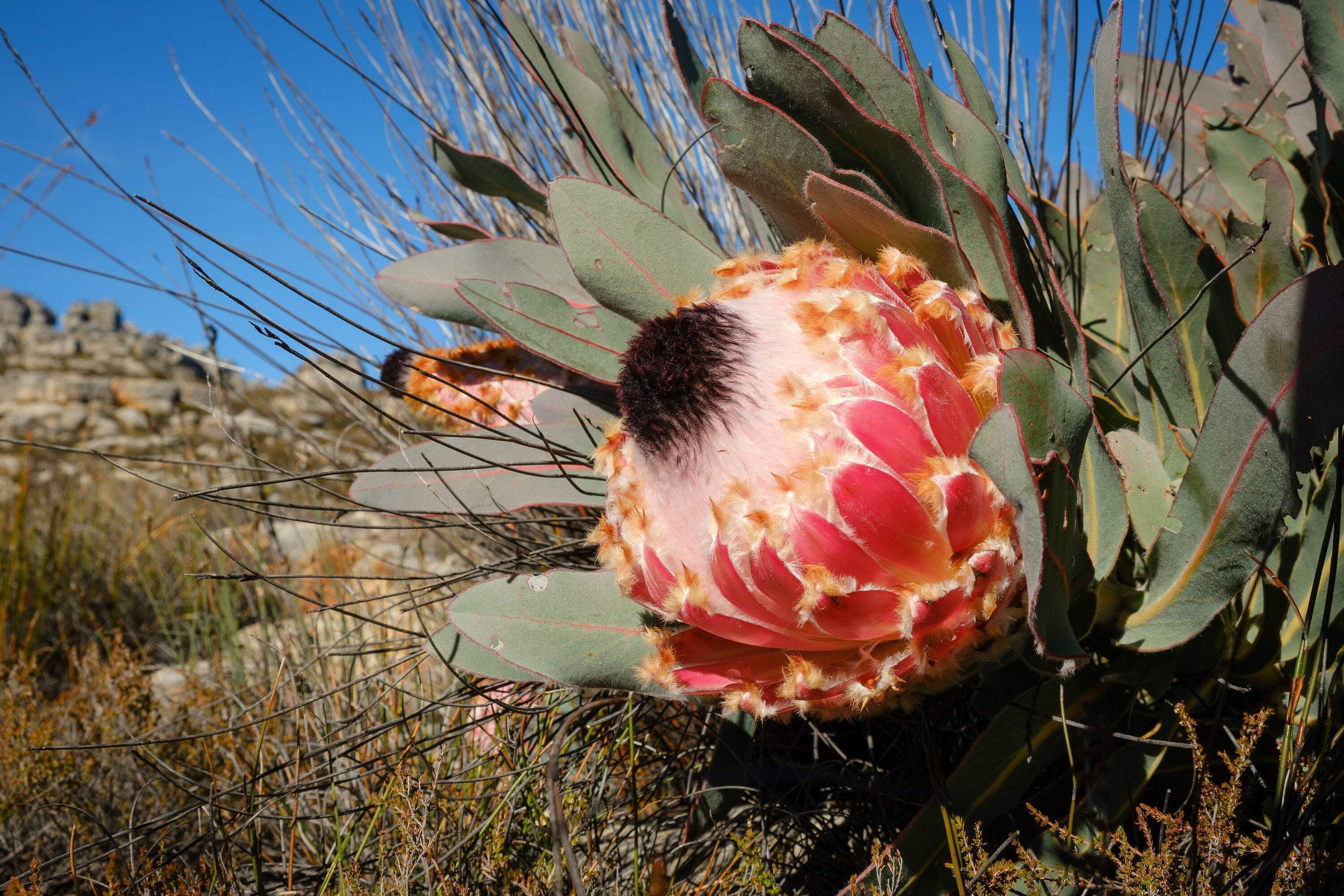 5 QUEEN PROTEA Magnifica Sugarbush Rare 8" Flower Seeds - Walmart.com