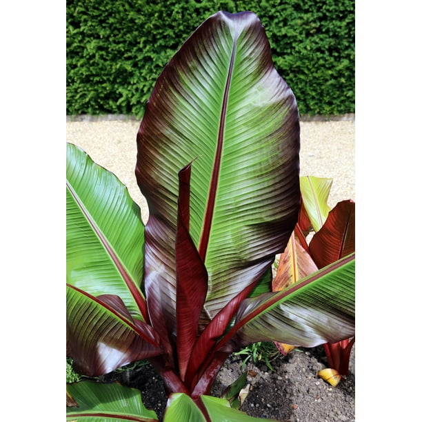 5 *Seeds RED ABYSSINIAN BANANA Musa Ensete Ventricosum Flowering Fruit ...