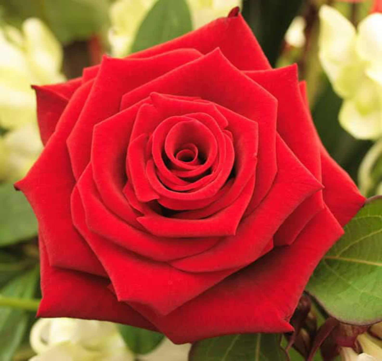 5 * SEEDS * RED ROSE Rosa Bush Shrub Perennial Flower Seeds - Walmart.com